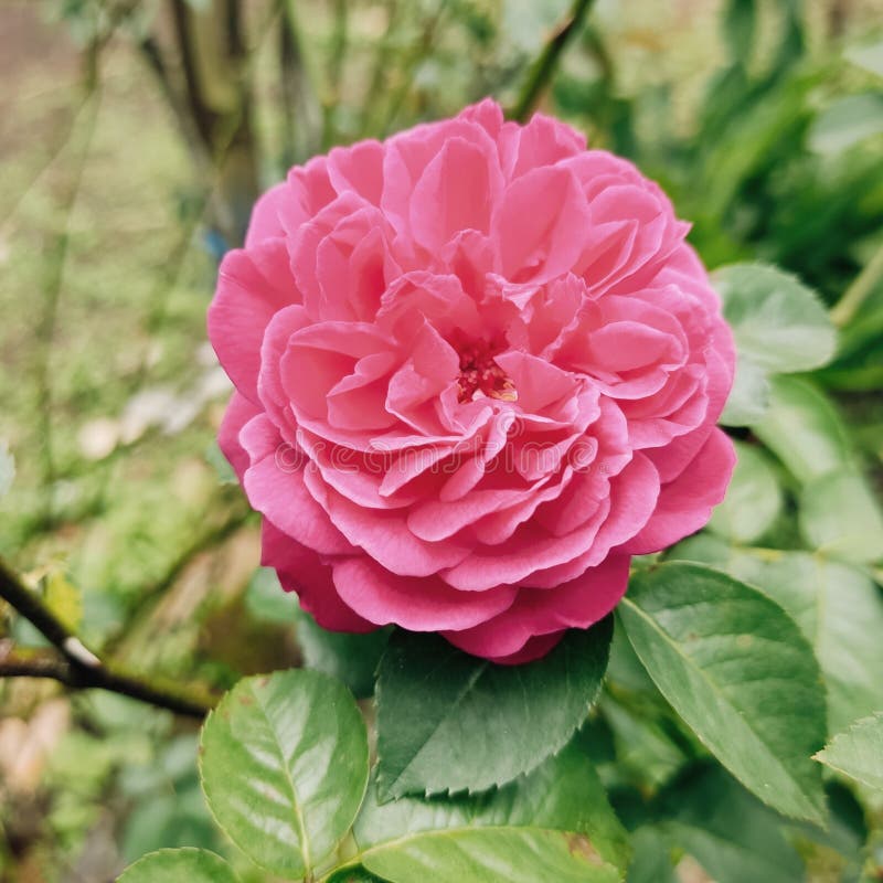 Red rose symbol of courage stock photo. Image of symbol - 375977784