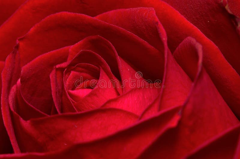 Lancashire Red Rose Stock Photos - Free & Royalty-Free Stock Photos ...