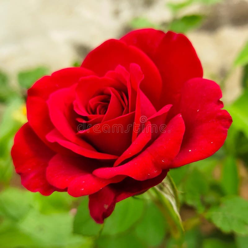 Red Rose Symbol of True Love Stock Image - Image of valentines ...