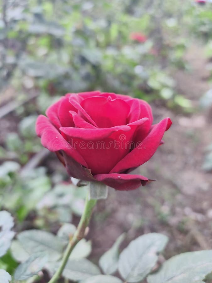 Red Rose is Symbol of Love and Purityy Rich Red Colour Stock Photo ...