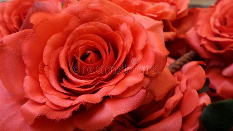 Red rose symbol of love stock image. Image of widespread - 49174895