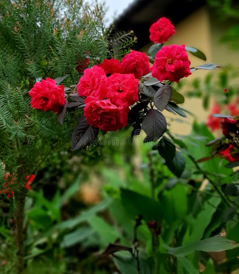 The Red Rose is a Symbol of Pure Love Stock Image - Image of love, pure ...