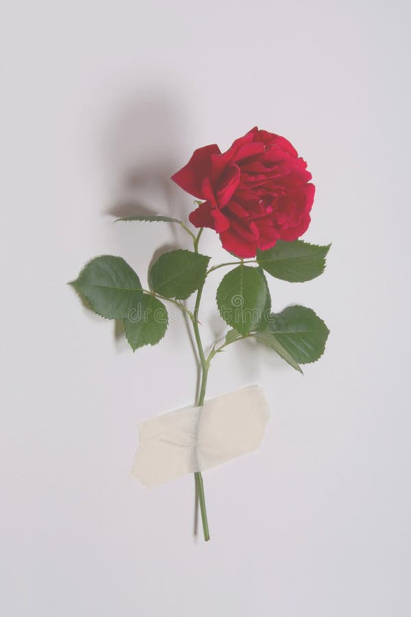 Red Rose Taped To the Wall. a Metaphor for Captive Beauty Stock Image ...