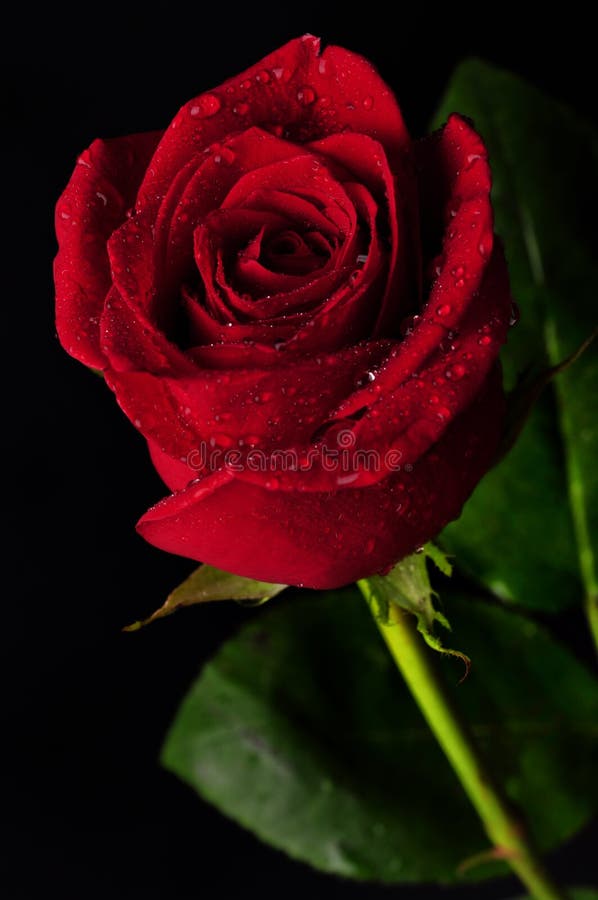 Red rose tender stock image. Image of detail, bouquet - 12792851