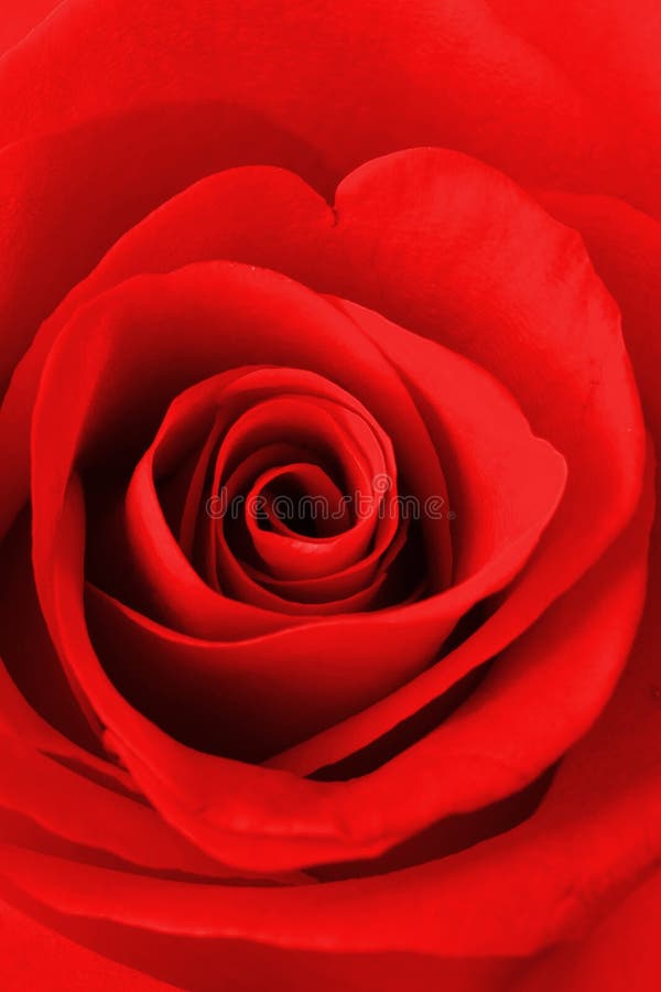 Red rose texture stock image. Image of nature, single - 37659197