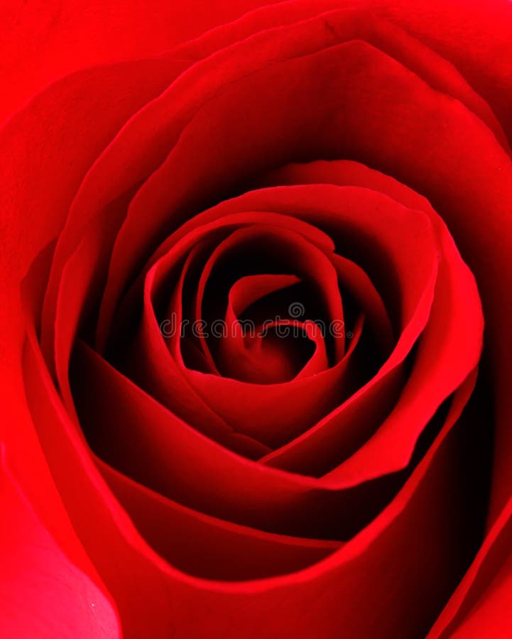 Red rose stock image. Image of soft, beautiful, nature - 37795725