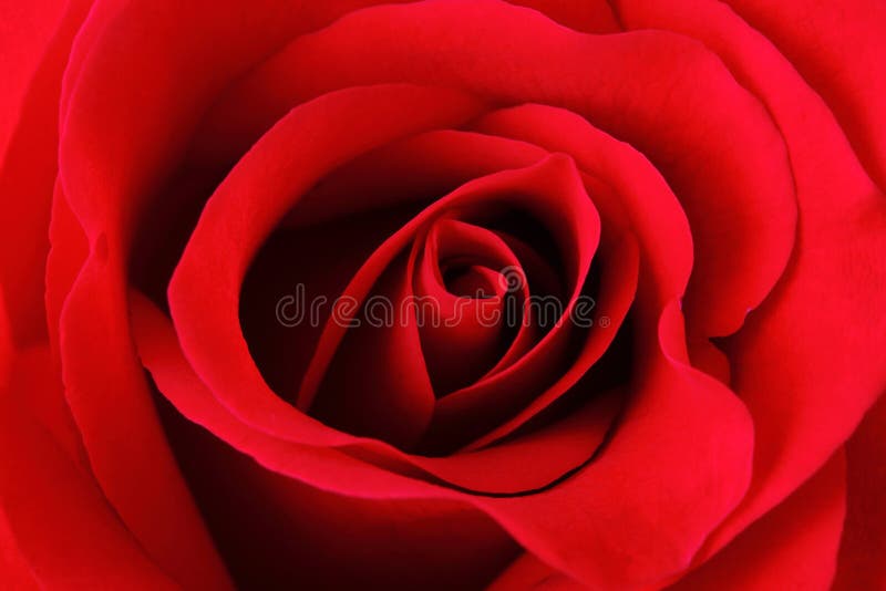 Red rose texture stock photo. Image of single, white - 37893054