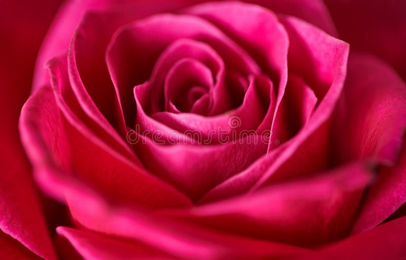 Red Rose Texture, Petals Closeup Stock Image - Image of beautiful ...