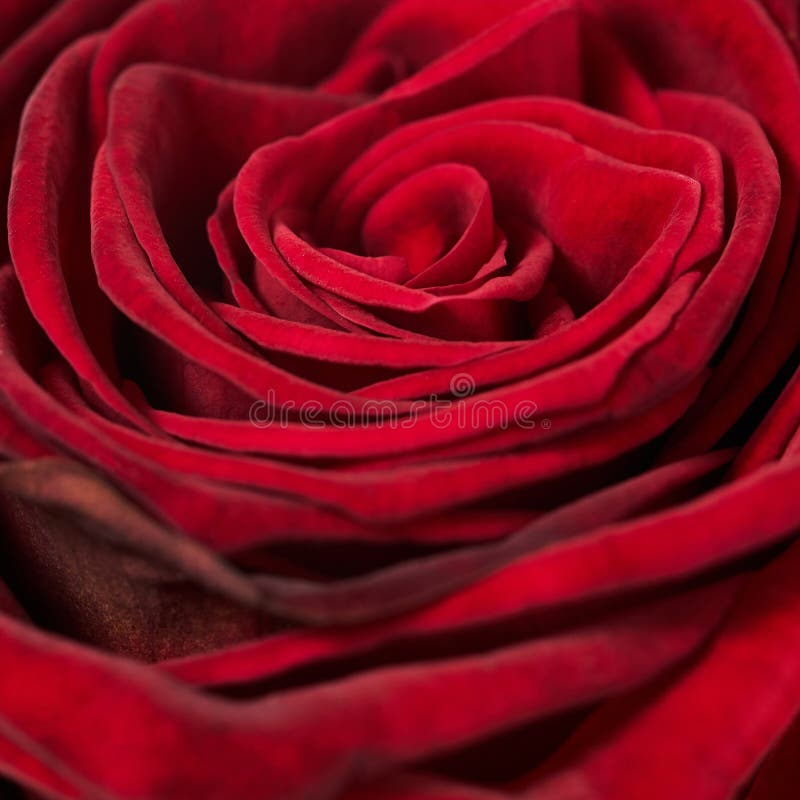 Red Rose Texture, Petals Closeup Stock Photo - Image of bloom, greeting ...