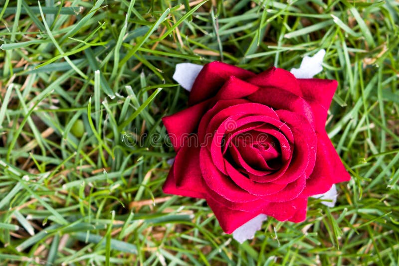 Red Rose on Th Green Grass, Wedding Flower Stock Photo - Image of ...