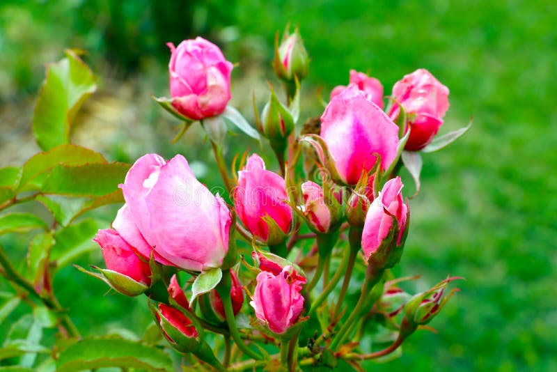 Red Rose on Thebranch in the Garden, Spring or Summer Stock Photo ...