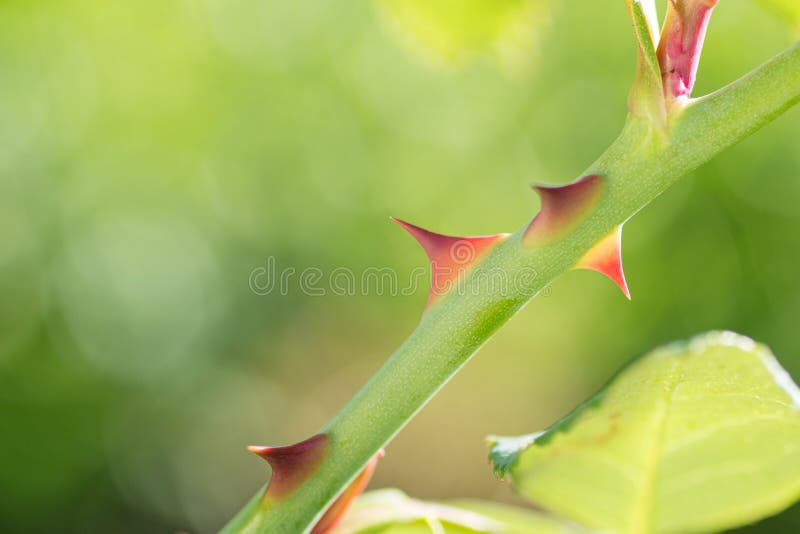 Red Rose Thorns on a Green Stem. Stock Photo - Image of sheet, flowers ...