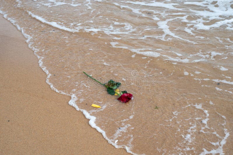 Red Rose Thrown on the Beach Sand Stock Image - Image of water, sand ...