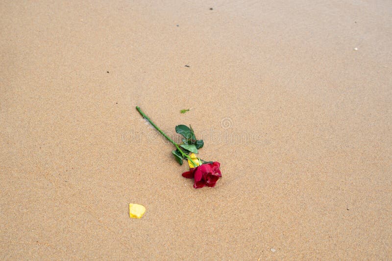 Red Rose Thrown on the Beach Sand Stock Photo - Image of beach, beauty ...