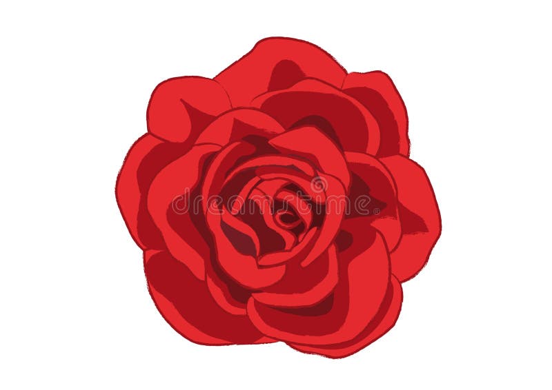 Red rose stock vector. Illustration of beautiful, white - 49098881