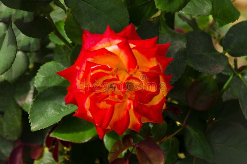 Red Rose Top View a Green Background Stock Photo - Image of closeup ...