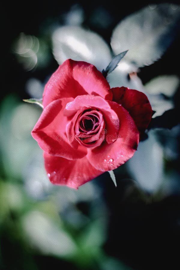 Red rose stock photo. Image of border, herbaceous, plant - 138340218