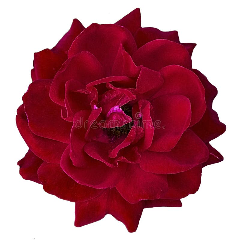 Red rose top view isolated stock image. Image of bloom - 169835013