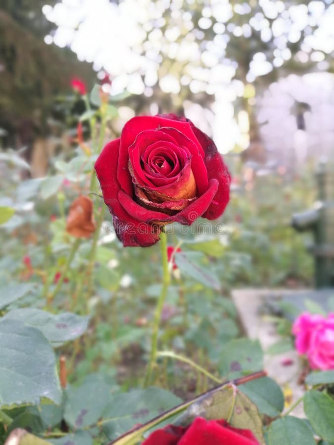 Red Rose at Topkapi Palace stock photo. Image of istanbul - 103010382