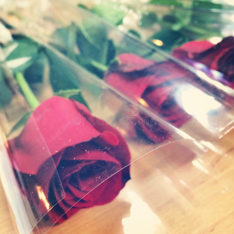 Red rose stock photo. Image of transparent, love, wrap - 52786868