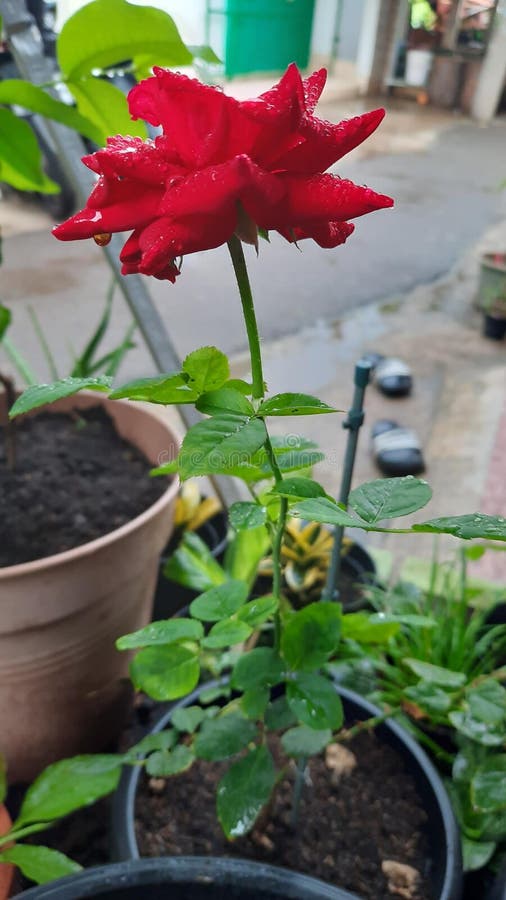 Red rose tree stock photo. Image of branch, wildflower - 206921682