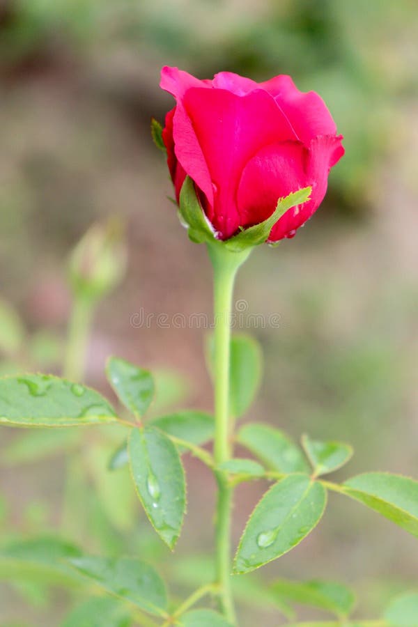 Red rose on tree in firm stock image. Image of plant - 263978857