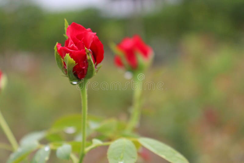 Red rose on tree in firm stock image. Image of yellow - 263980175