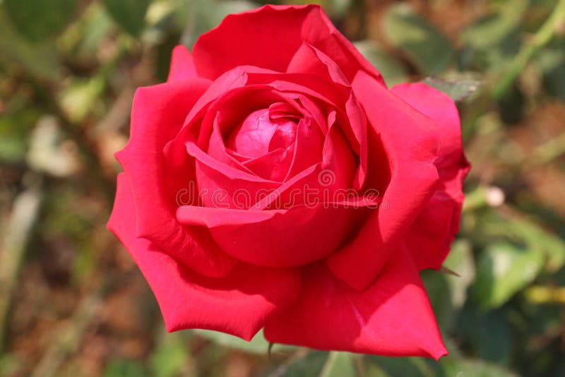 Red rose on tree in firm stock image. Image of wedding - 263981253
