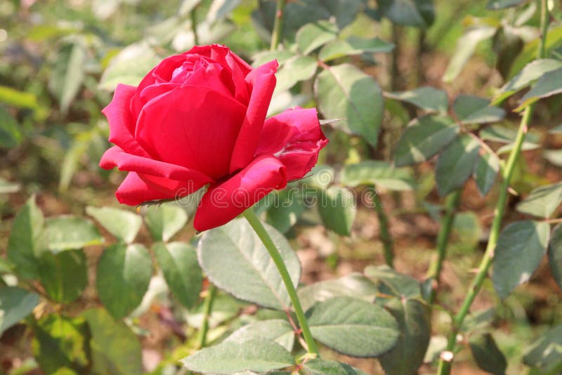 Red rose on tree in firm stock image. Image of green - 263981289