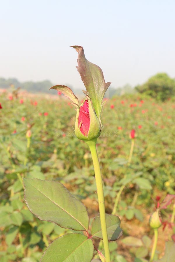 Red rose on tree in firm stock photo. Image of spring - 263981498