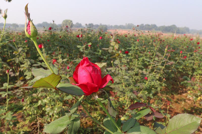 Red rose on tree in firm stock photo. Image of bloom - 263981562