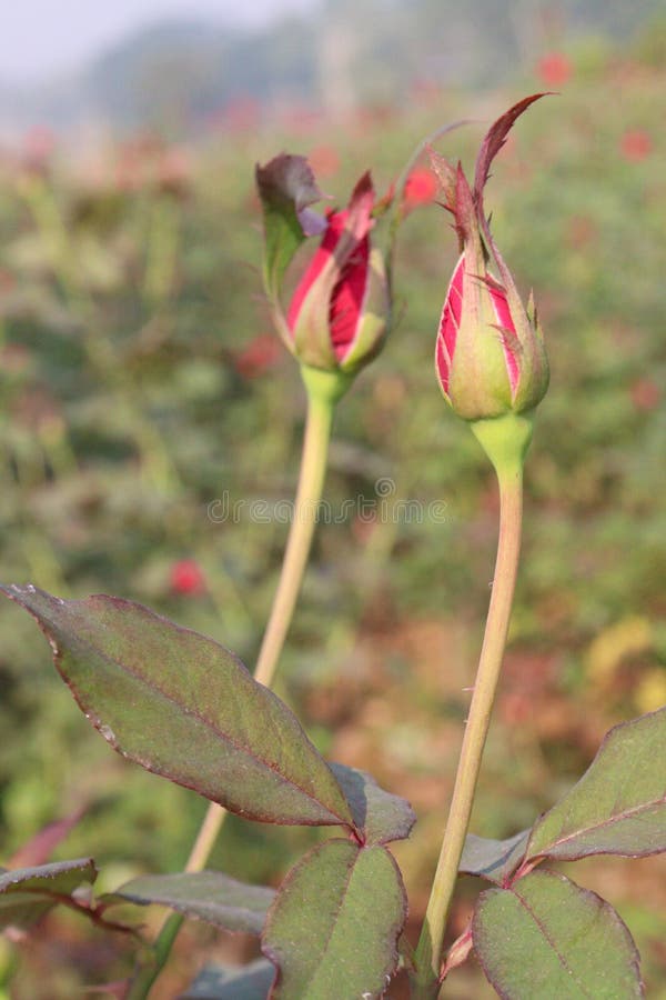 Red rose on tree in firm stock image. Image of flora - 263981609