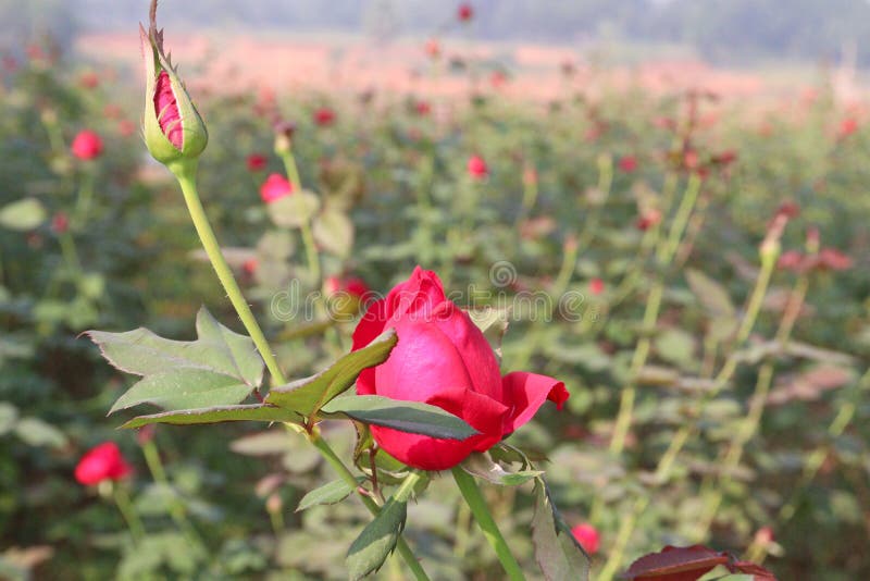 Red rose on tree in firm stock photo. Image of flowers - 263981638