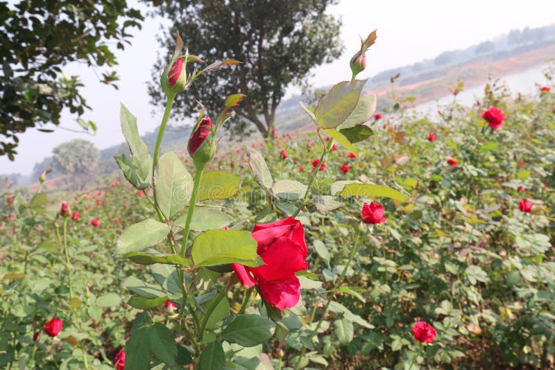 Red rose on tree in firm stock image. Image of valentine - 263981667