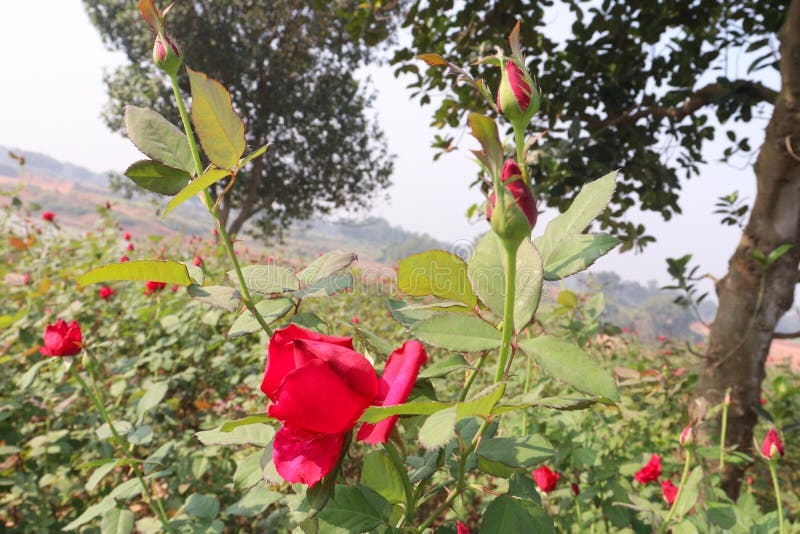 Red rose on tree in firm stock photo. Image of holiday - 263981694