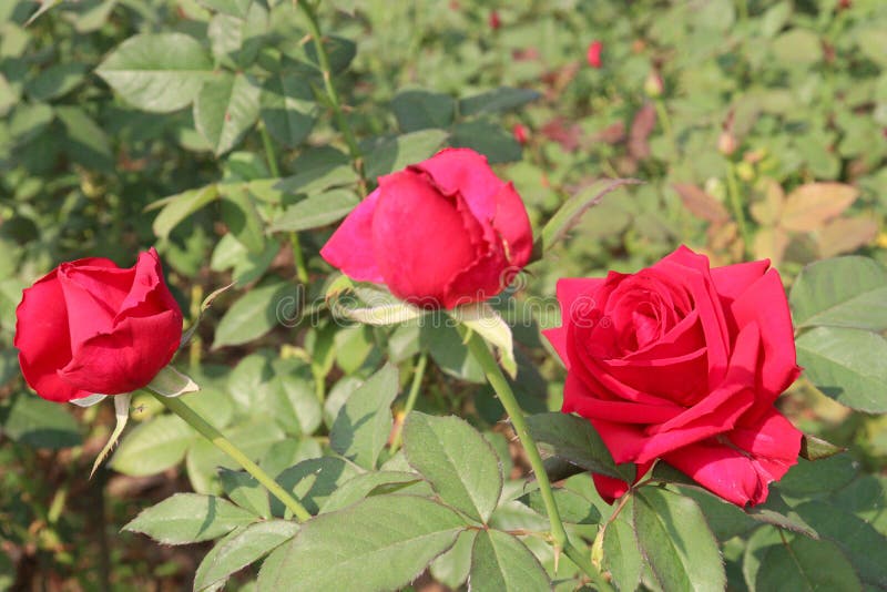 Red rose on tree in firm stock photo. Image of summer - 263981716