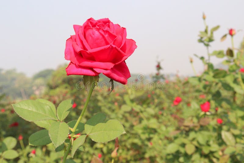 Red rose on tree in firm stock image. Image of greeting - 263981743