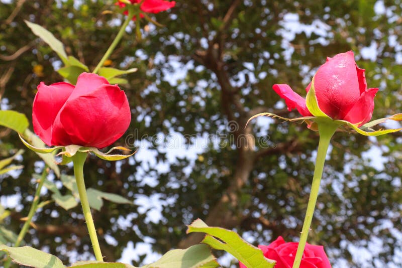 Red rose on tree in firm stock image. Image of wedding - 263981851