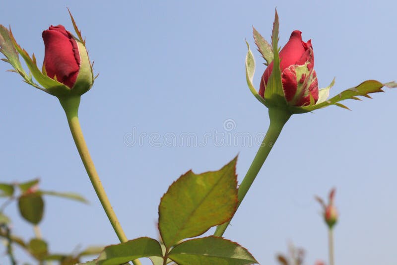 Red rose on tree in firm stock image. Image of bouquet - 263981919