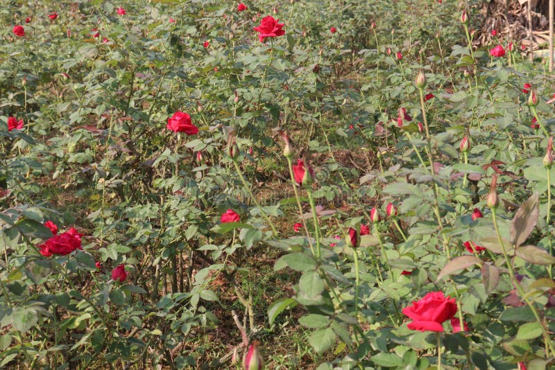 Red rose on tree in firm stock image. Image of celebration - 263982117