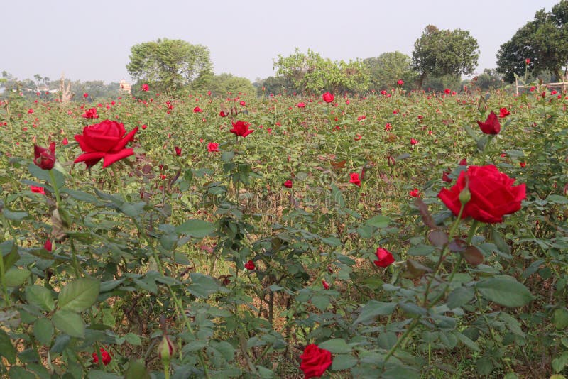 Red rose on tree in firm stock photo. Image of tuberose - 263982610