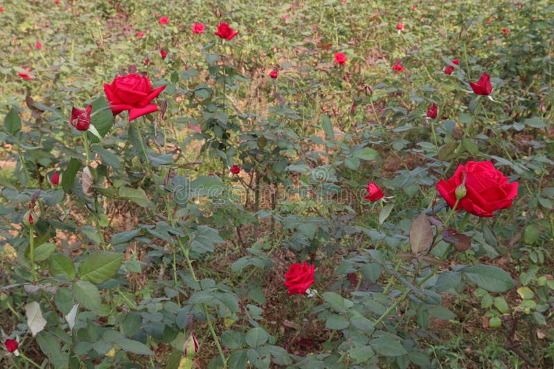 Red rose on tree in firm stock image. Image of garden - 263982647