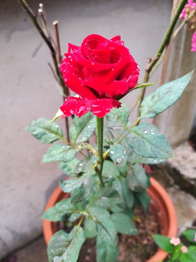 Red Rose Tree Flower Garden Stock Photo - Image of leaf, pink: 190499206