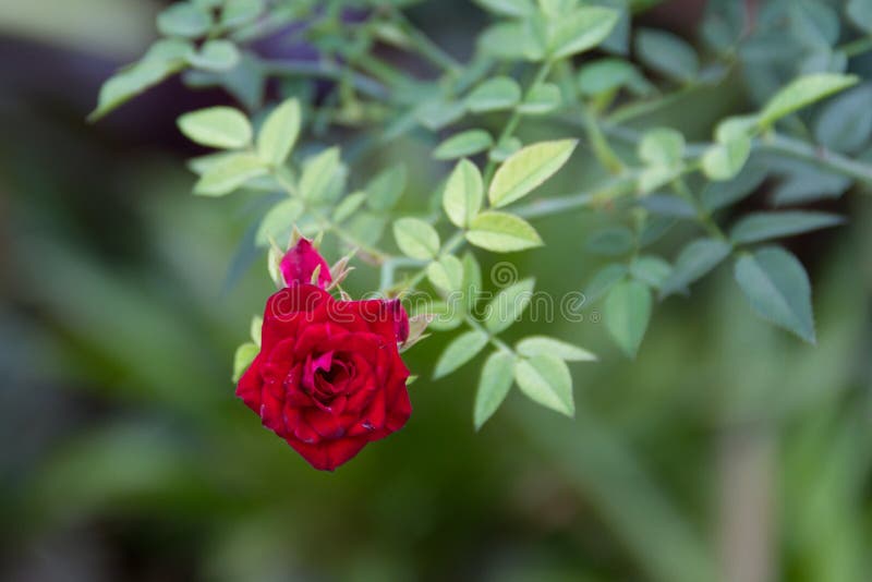 Red Rose and tree stock photo. Image of romantic, concept - 85320382