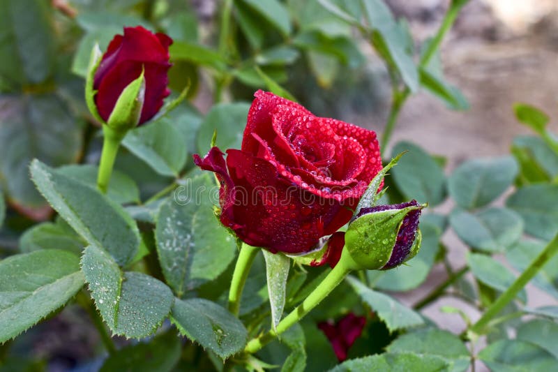 Red Rose on a Tree in the Garden, Beautiful Red Rose in the Garden ...
