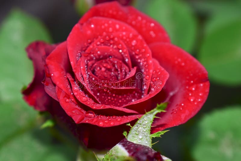 Red Rose on a Tree in the Garden, Beautiful Red Rose in the Garden ...