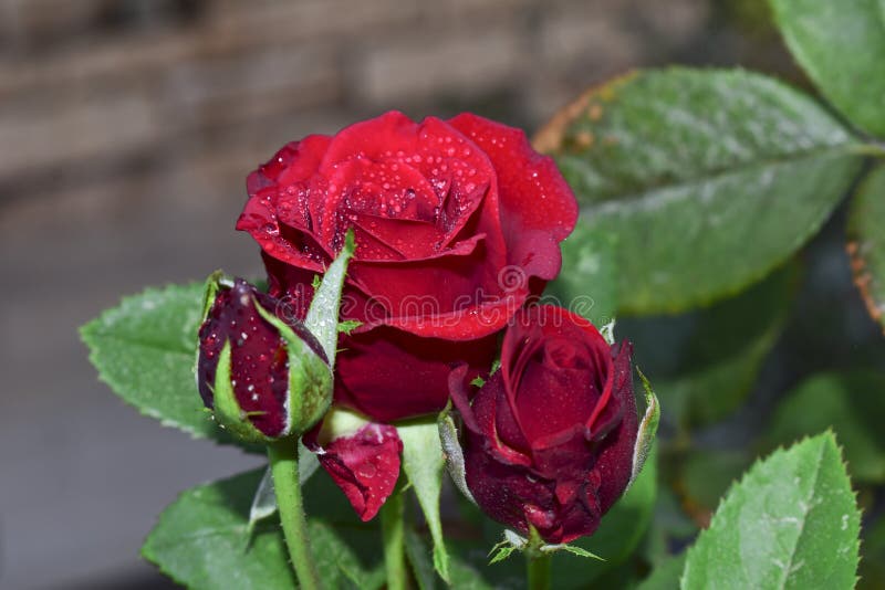 Red Rose on a Tree in the Garden, Beautiful Red Rose in the Garden ...
