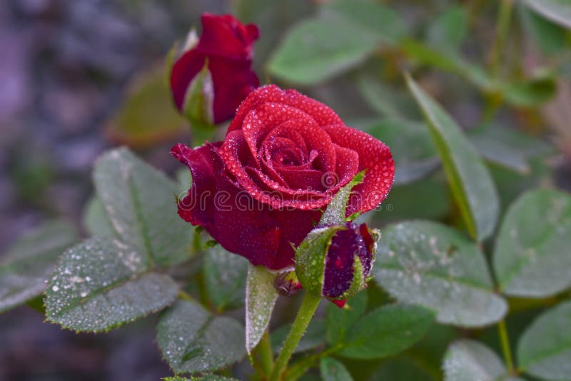 Red Rose on a Tree in the Garden, Beautiful Red Rose in the Garden ...