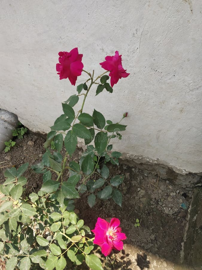 Red rose tree in home stock image. Image of tree, home - 180209563