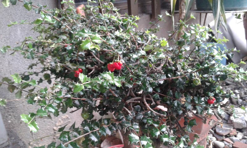 Red rose tree stock image. Image of tree, colombia, pereira - 161023985